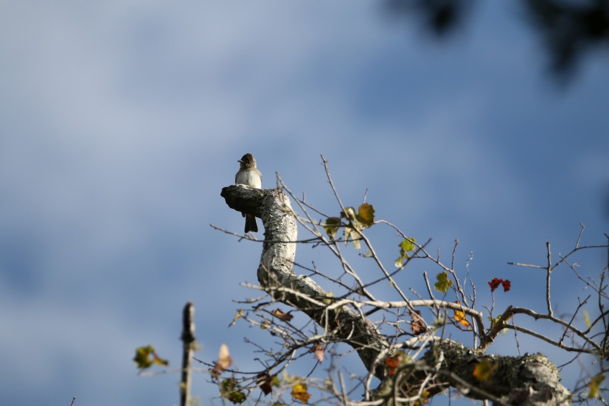 eBird Checklist - 8 Oct 2023 - GTM NERR--Yellow Trail - 52 species