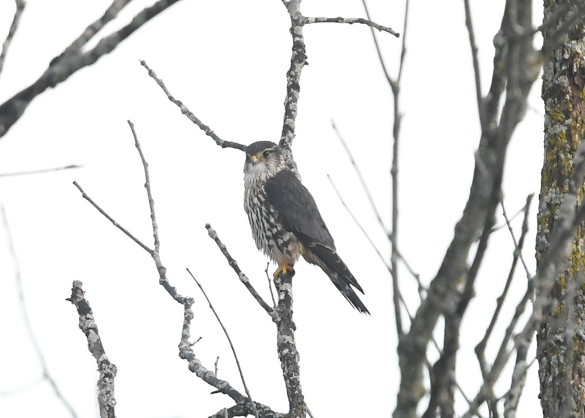 eBird Checklist - 8 Oct 2023 - Bob & Betty Cummings Memorial Park - 22 ...
