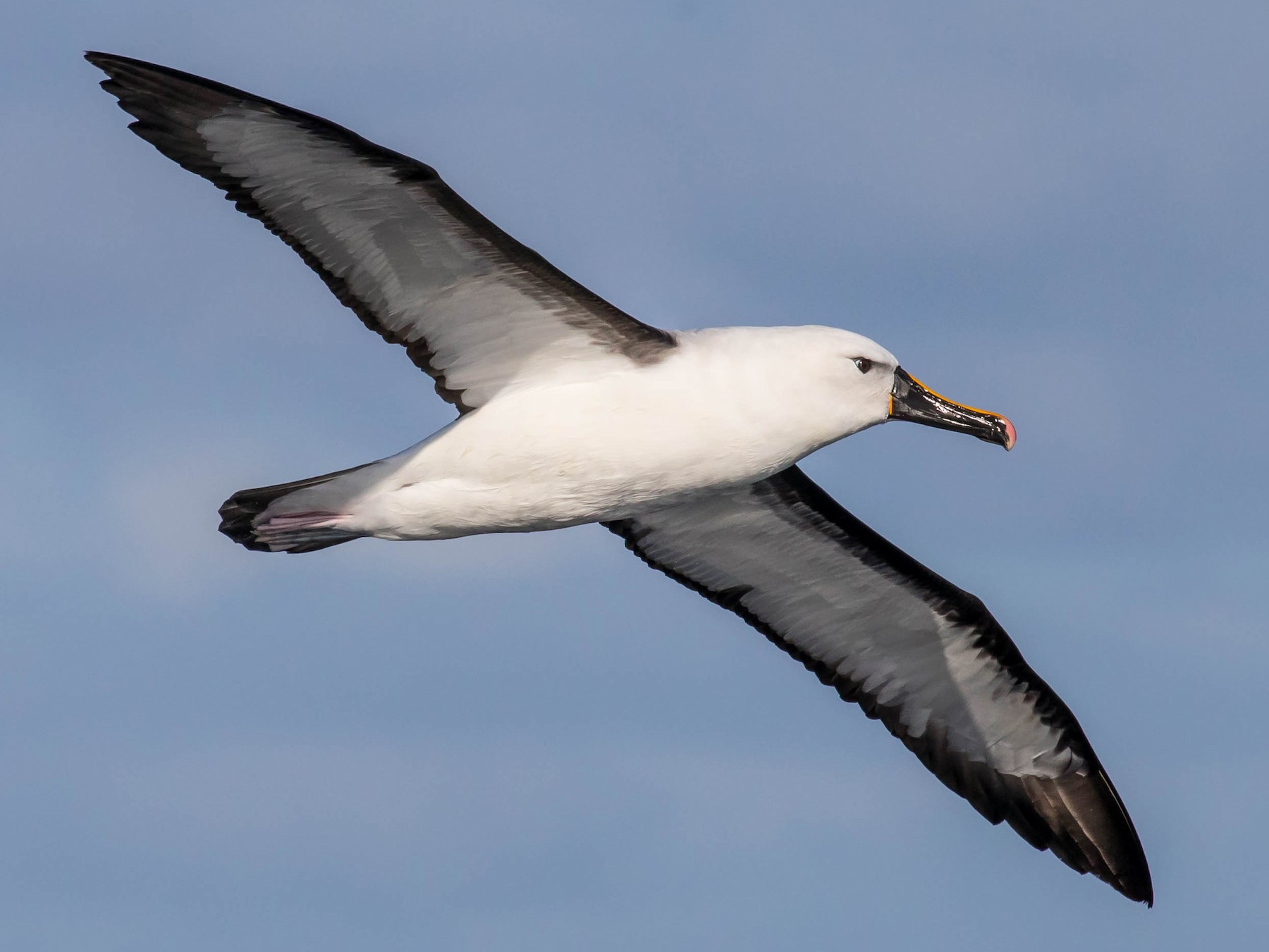 Indian Yellow-nosed Albatross - eBird