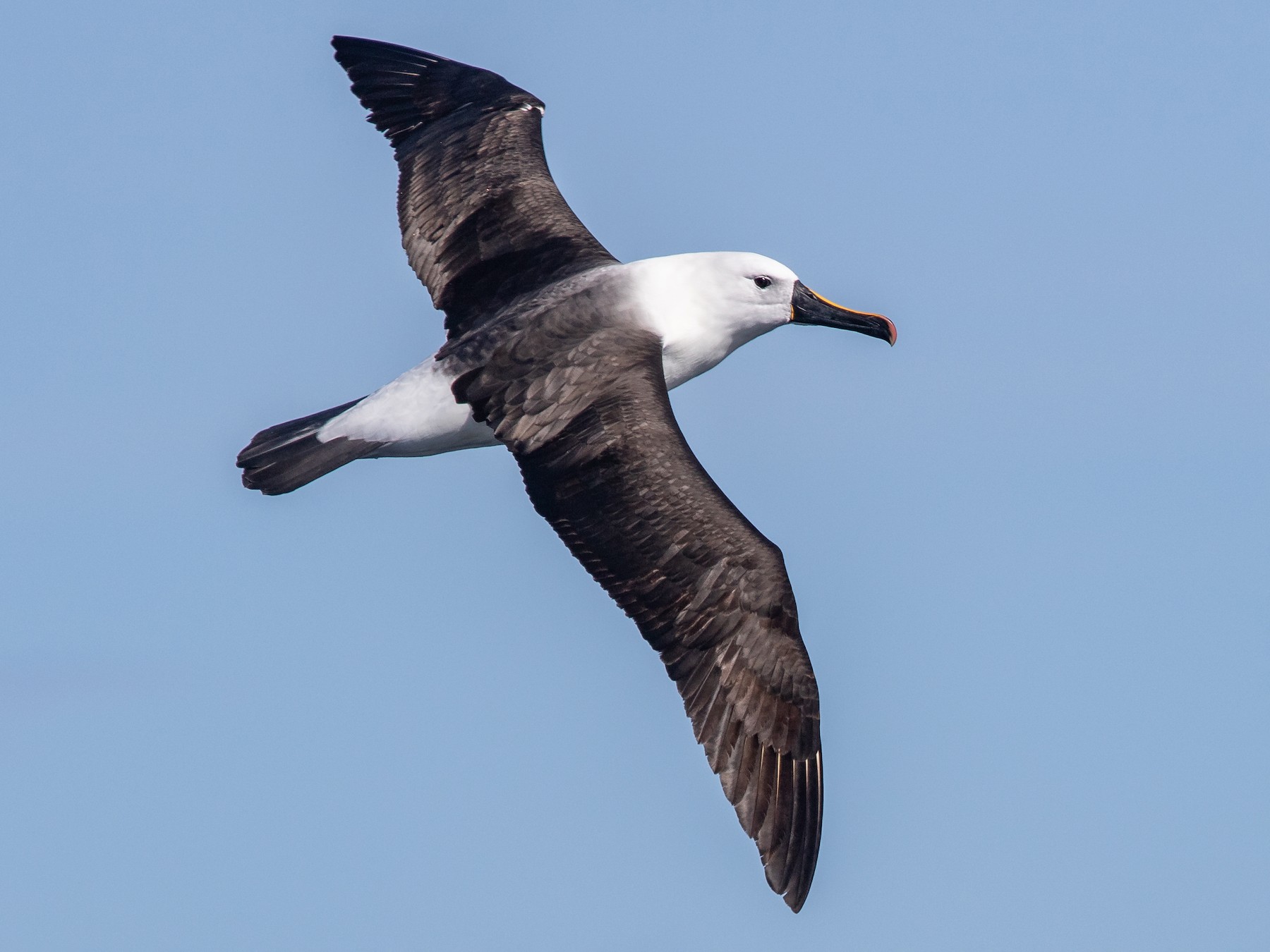 Indian Yellow-nosed Albatross - eBird