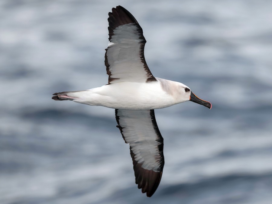 Atlantic Yellow-nosed Albatross - eBird