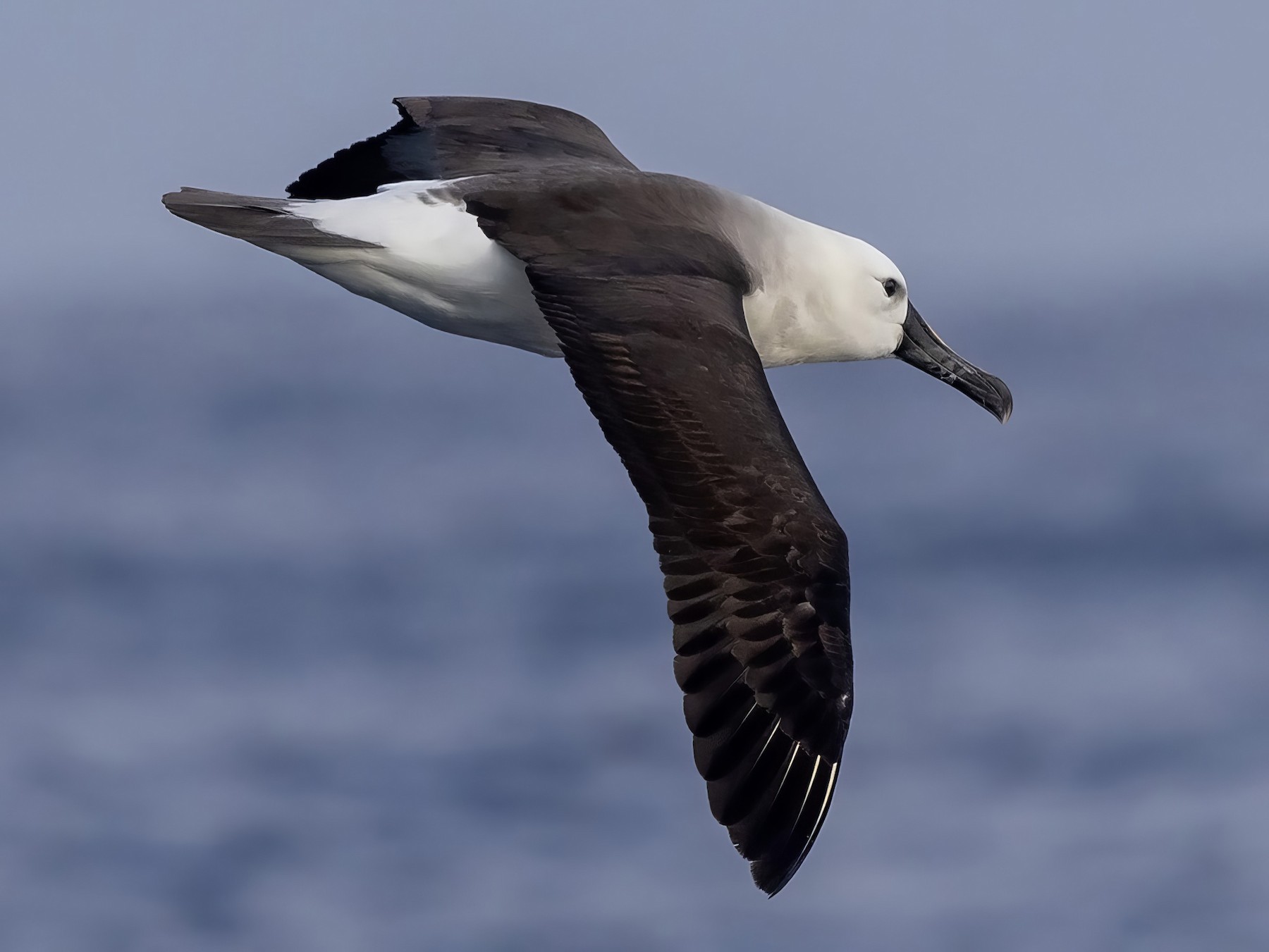 Atlantic Yellow-nosed Albatross - eBird