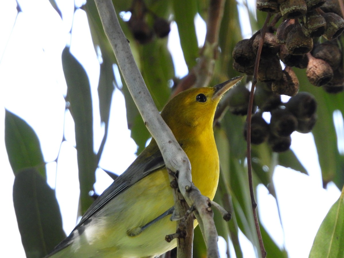 eBird Checklist - 8 Oct 2023 - Silver Lake Reservoir (LA Co.) - 22 ...