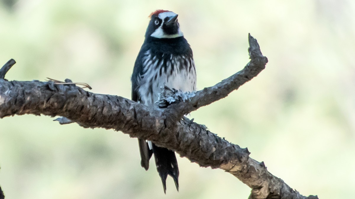 eBird Checklist - 8 Oct 2023 - Cibola NF--Mars Court Wild Turkey Trail ...