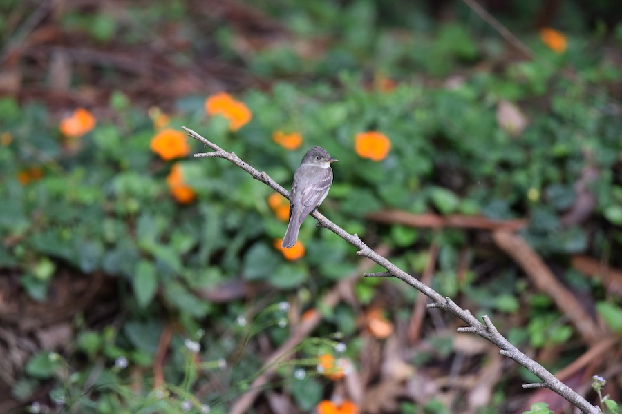 Contopus sp. - eBird