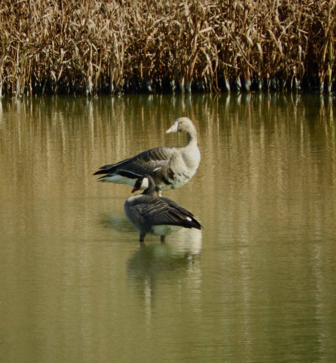 eBird Checklist - 8 Oct 2023 - Reifel Bird Sanctuary - 46 species