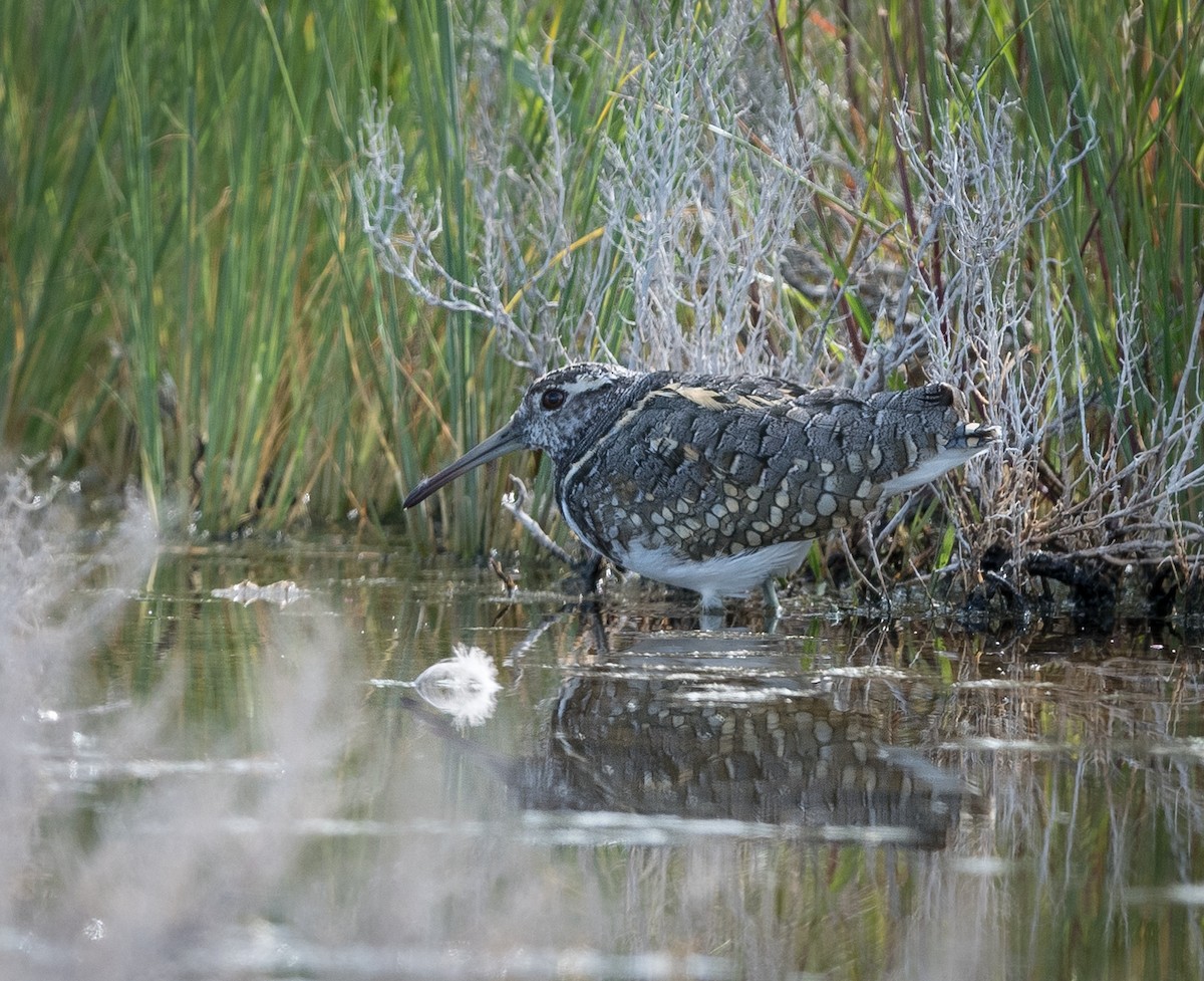 eBird Checklist - 9 Oct 2023 - One Tree Swamp and Two Tree Swamp Nature ...