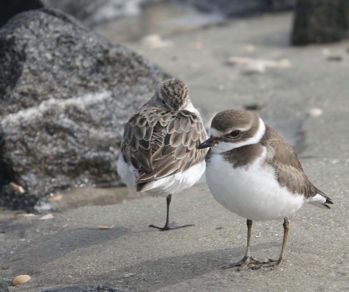 eBird Checklist - 1 Oct 2023 - Avalon--8th St. Jetty (Avalon Seawatch ...