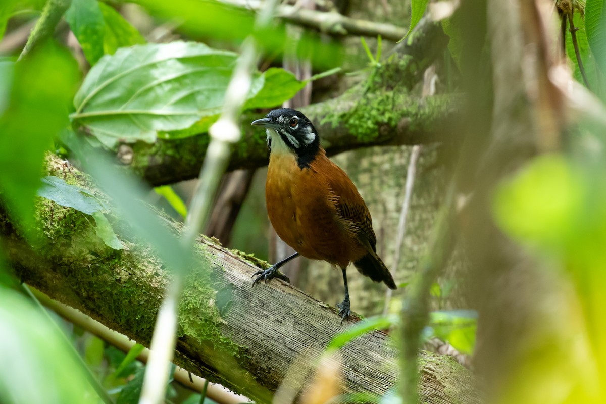 Bay Wren (Central American) - eBird