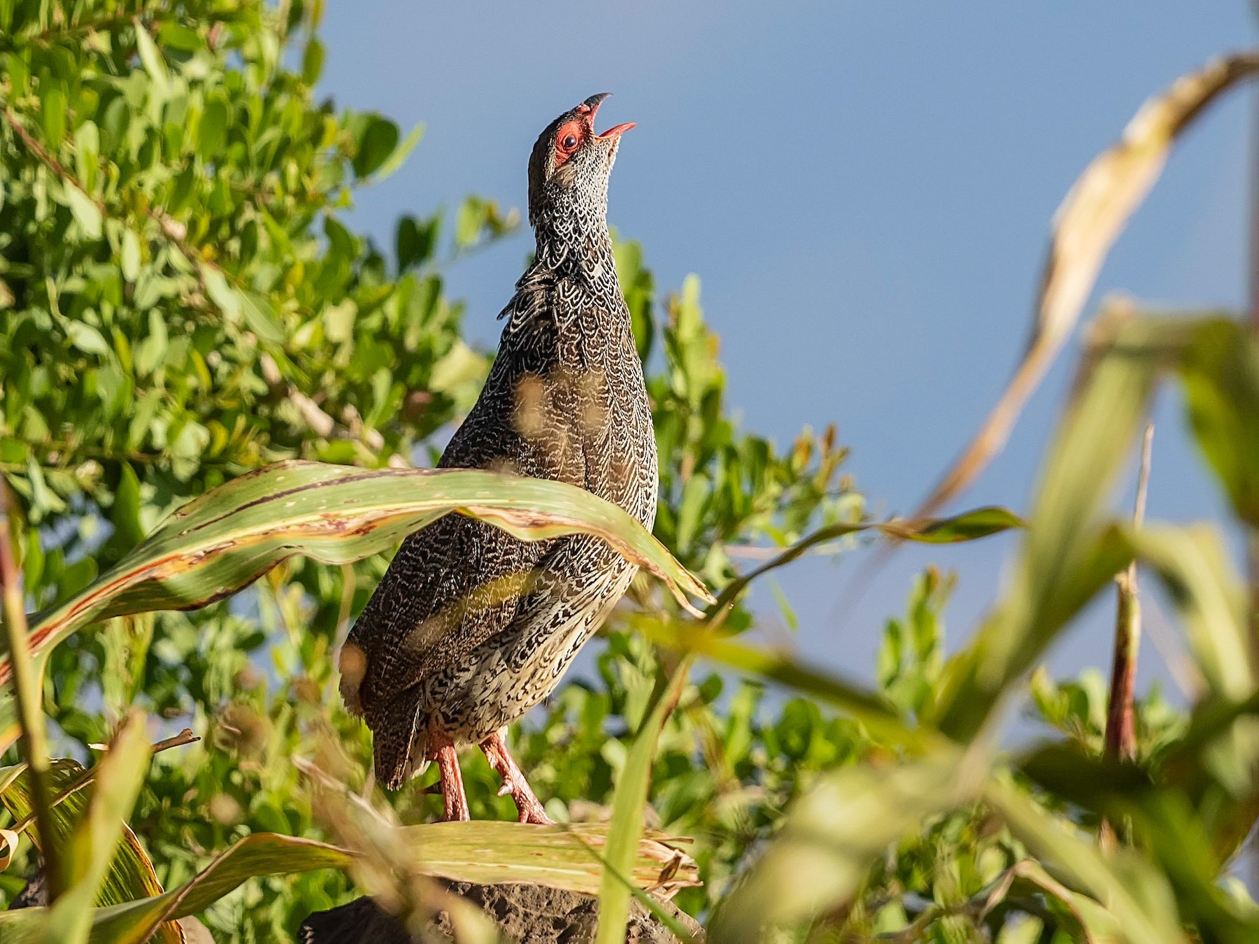 Harwood's Spurfowl - eBird