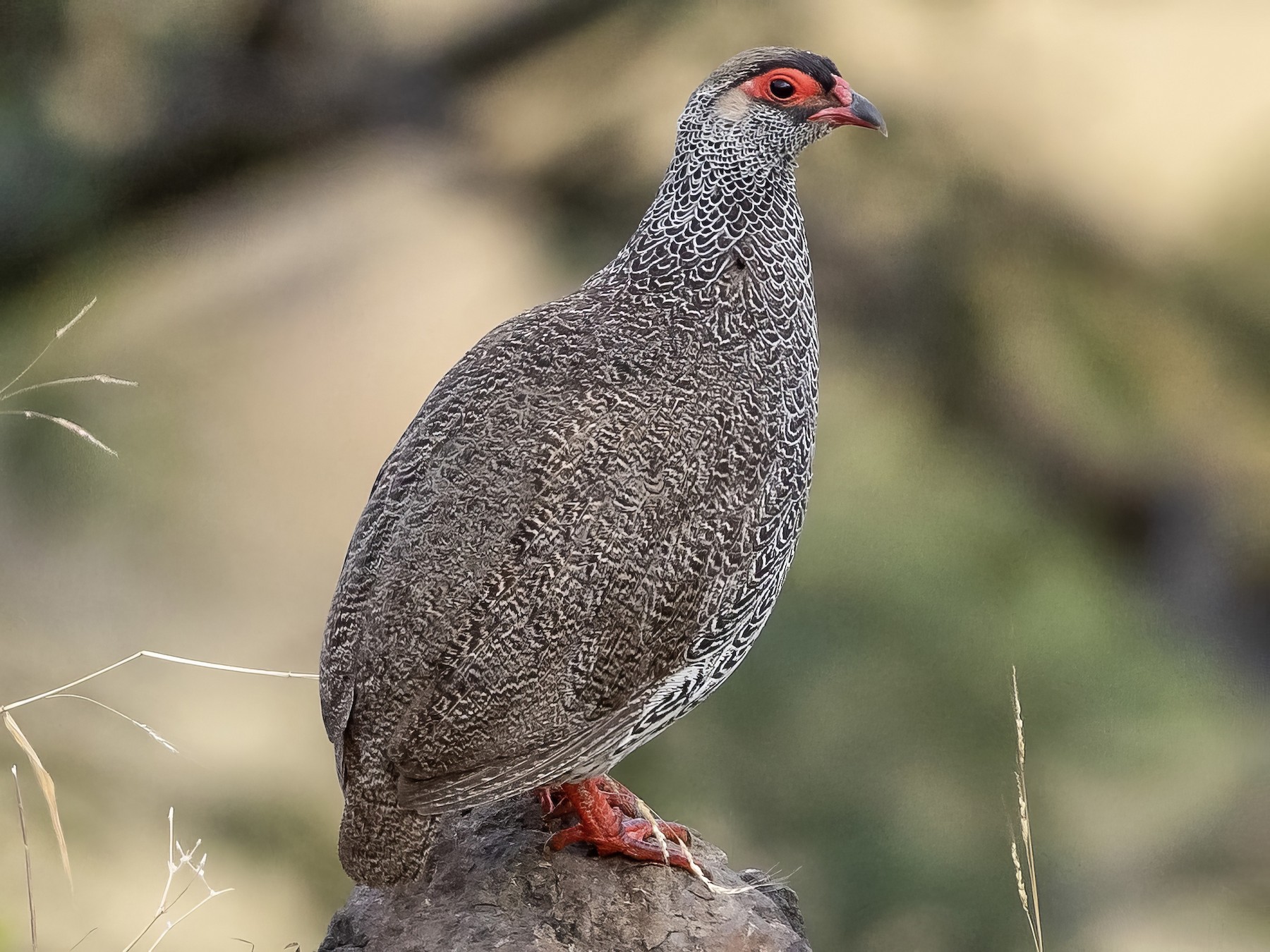 Harwood's Spurfowl - eBird