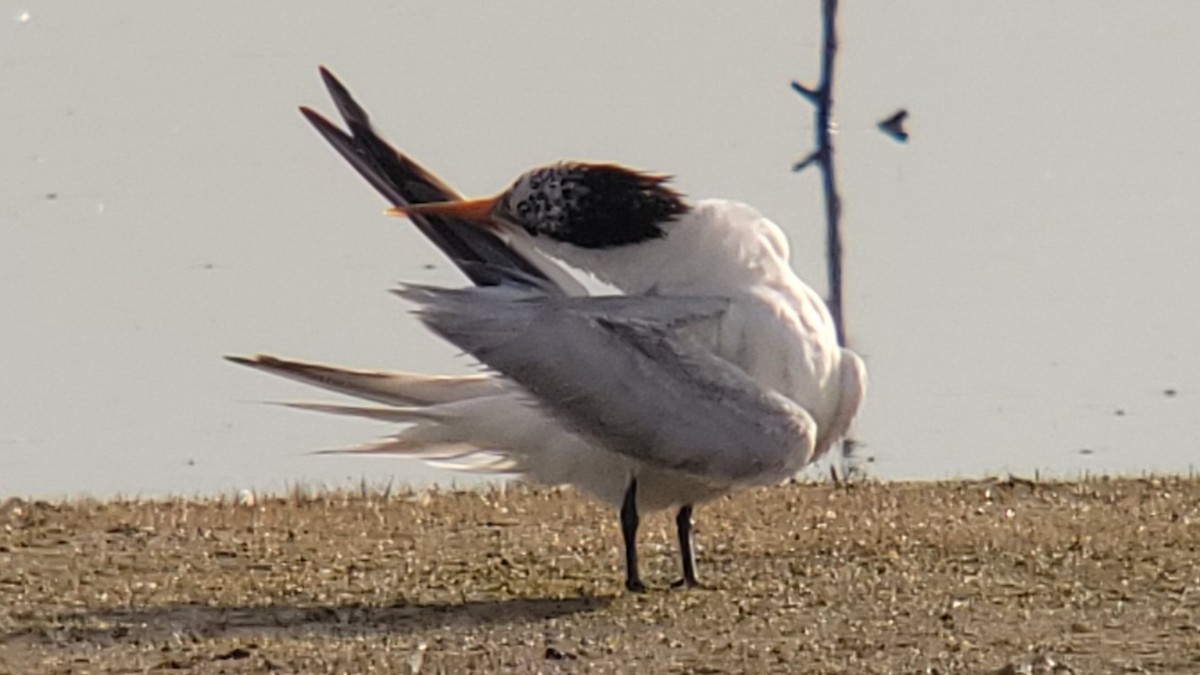 eBird Checklist - 9 Oct 2023 - Mason Valley WMA--North Pond - 42 ...