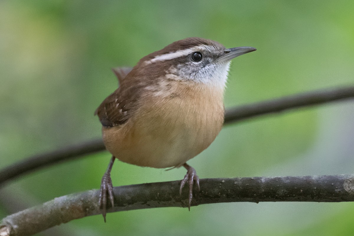 eBird Checklist - 6 Oct 2023 - 1450 Glendale Ave, Petoskey US-MI 45. ...