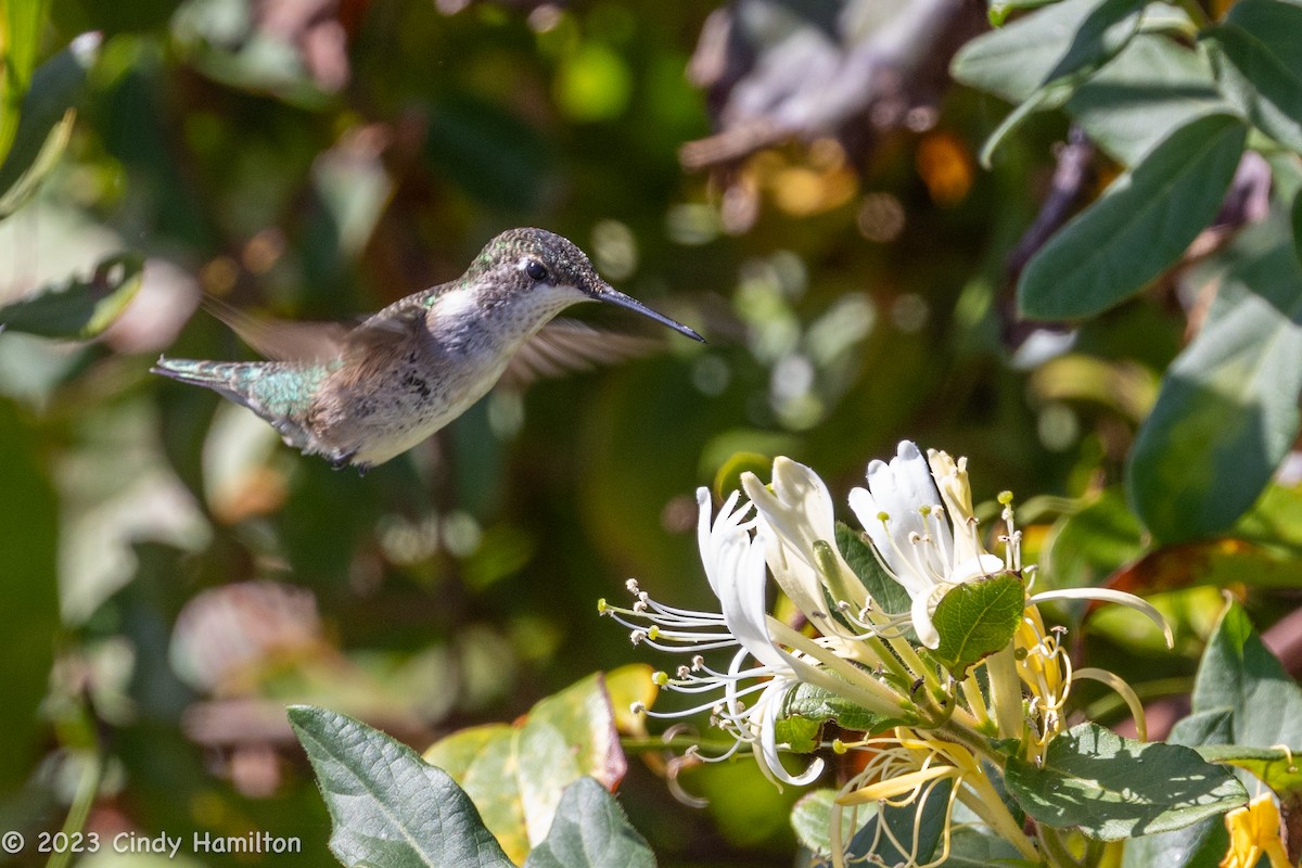 eBird Checklist - 9 Oct 2023 - **Back Bay NWR - 25 species
