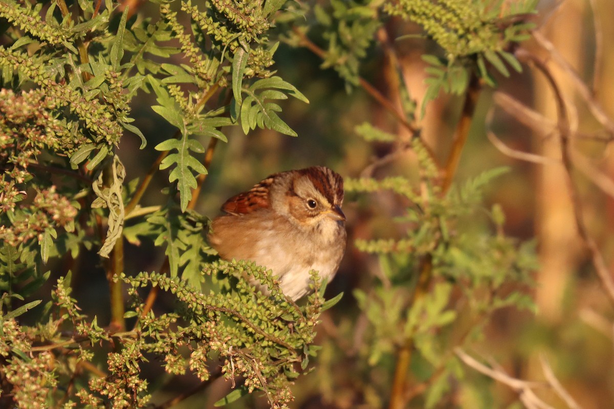 eBird Checklist - 9 Oct 2023 - Rockaway Beach--Edgemere (Beach 32nd ...