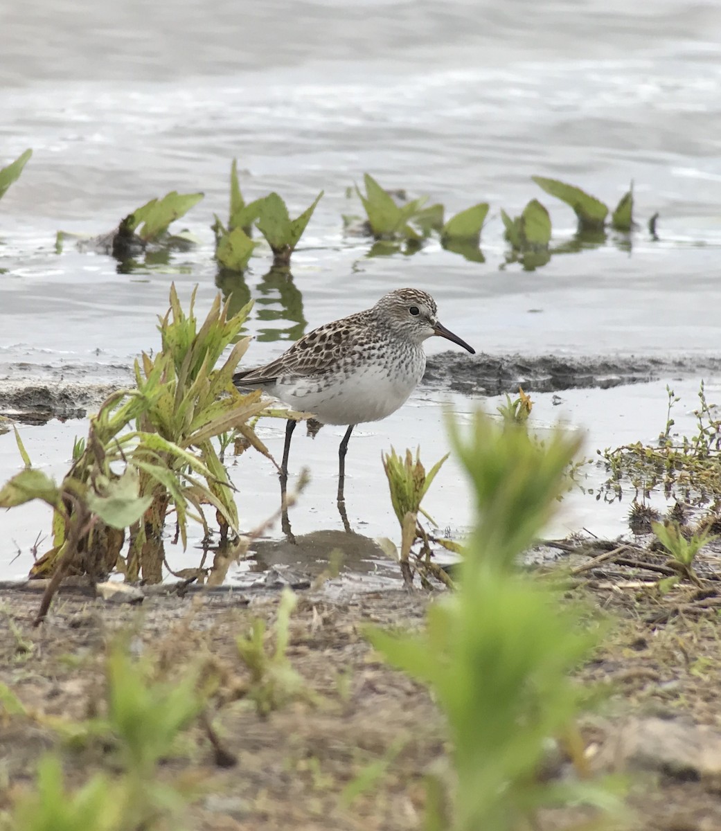 New Jersey eBird Checklist - 6 Jun 2017 - Spruce Run Recreation Area ...