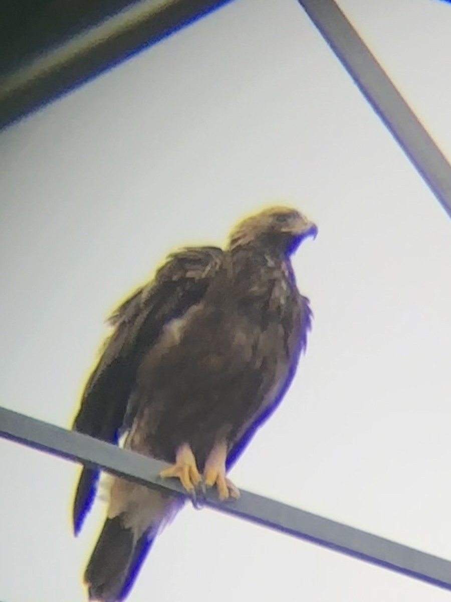 eBird Checklist - 9 Oct 2023 - Trans Canada Highway 104 W, Cumberland ...