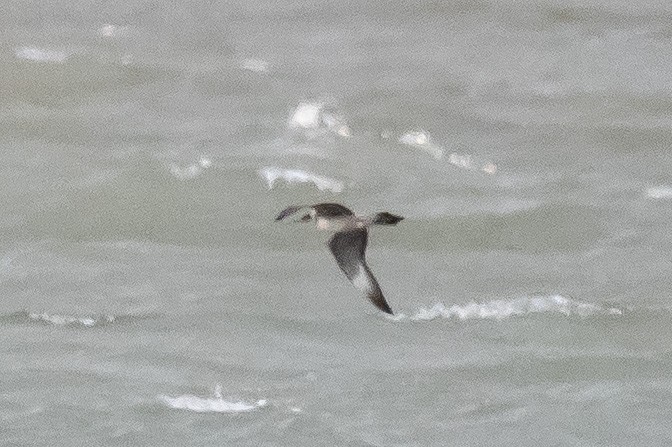 eBird Checklist - 9 Oct 2023 - West Side Rowing Club - 6 species