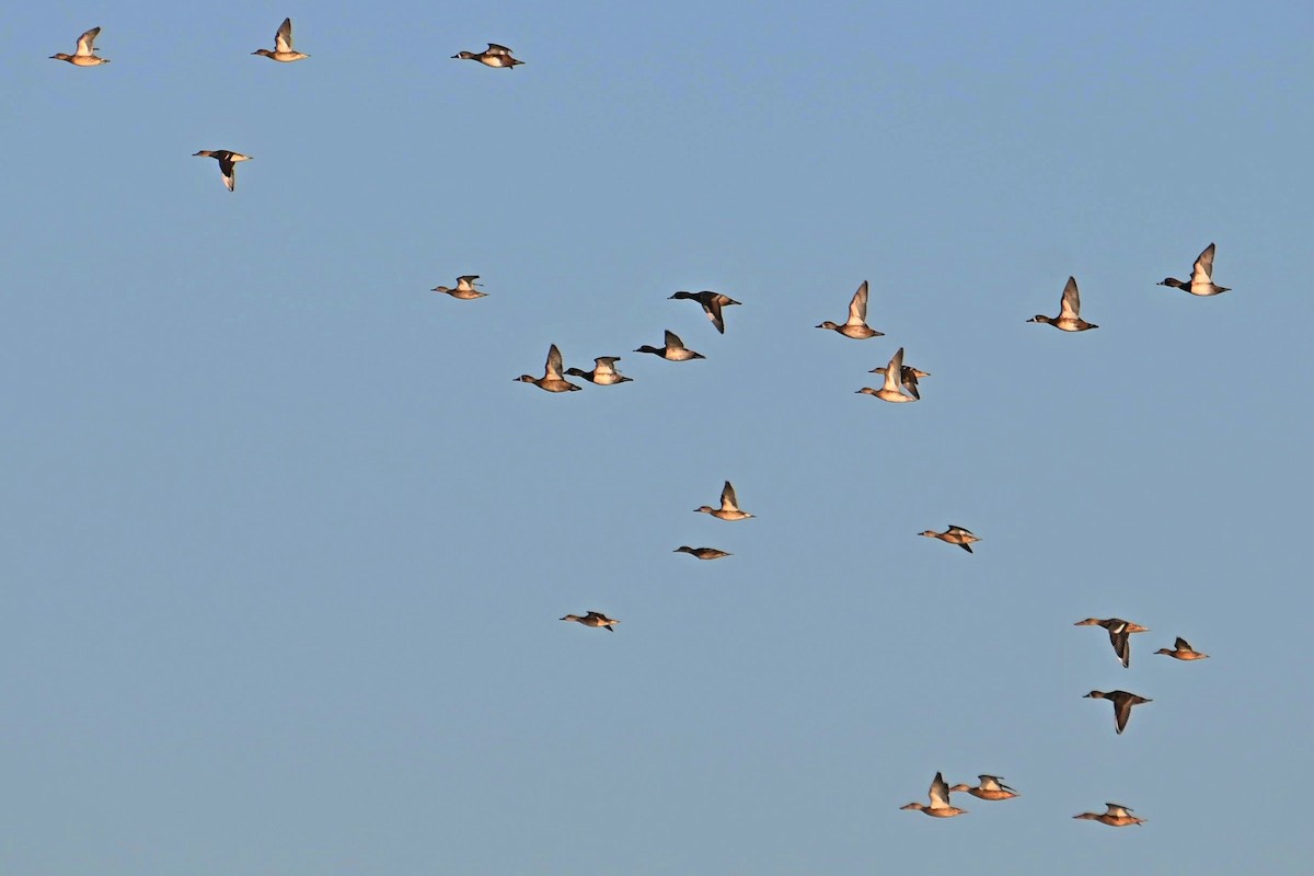 eBird India Checklist - 9 Oct 2023 - North Lake Pk (Dallas Co) - 23 species