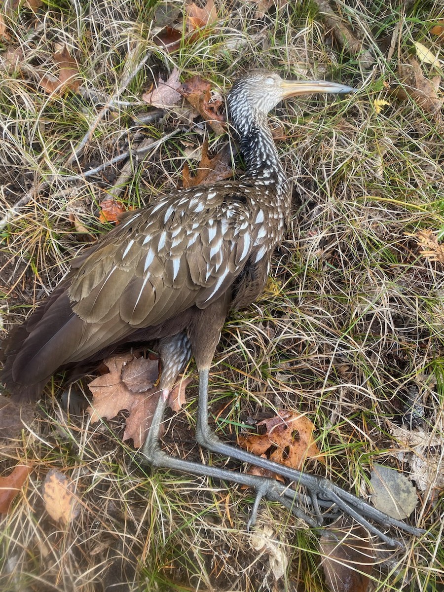 Wisconsin eBird Checklist - 7 Oct 2023 - Cty H & Crooked Lake Rd ...
