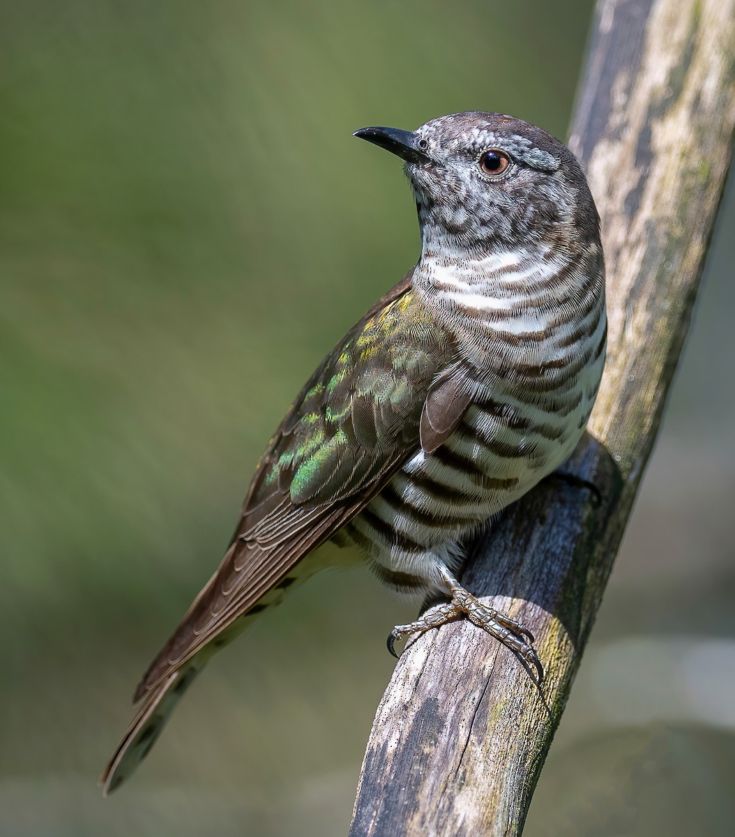 Shining Bronze-Cuckoo - Chrysococcyx lucidus - Media Search - Macaulay ...