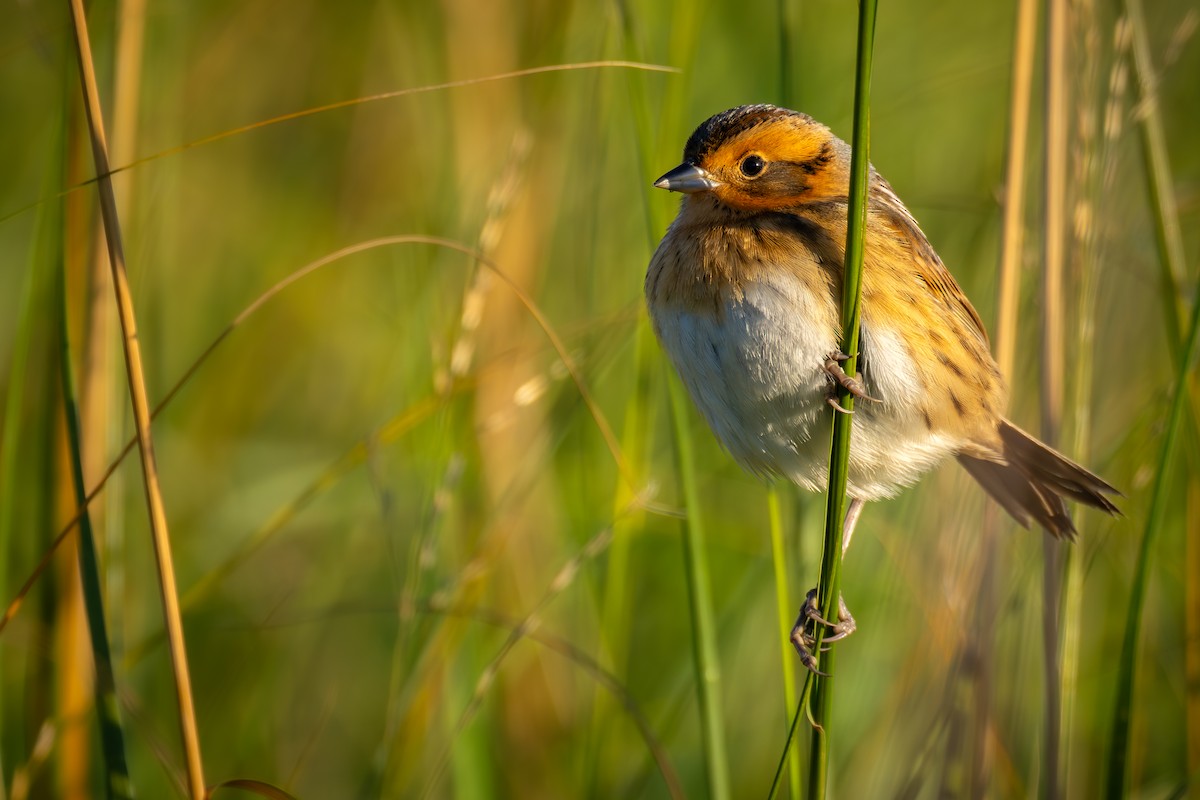 eBird Checklist - 6 Oct 2023 - Rainbow Beach, Chicago - 13 species