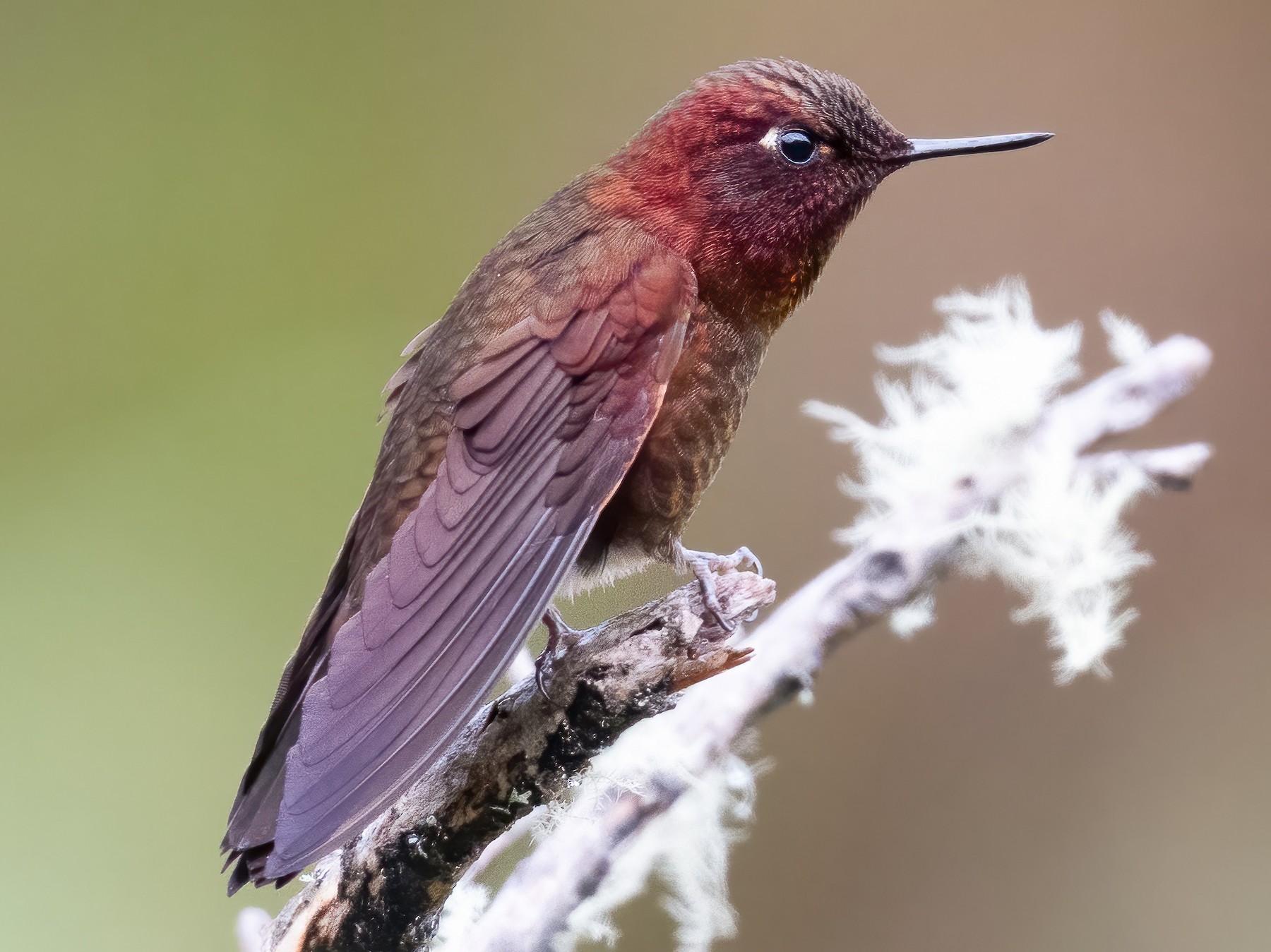 Coppery Metaltail - eBird