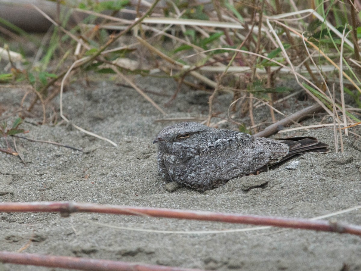 Chirruping Nightjar - Caprimulgus griseatus - Birds of the World