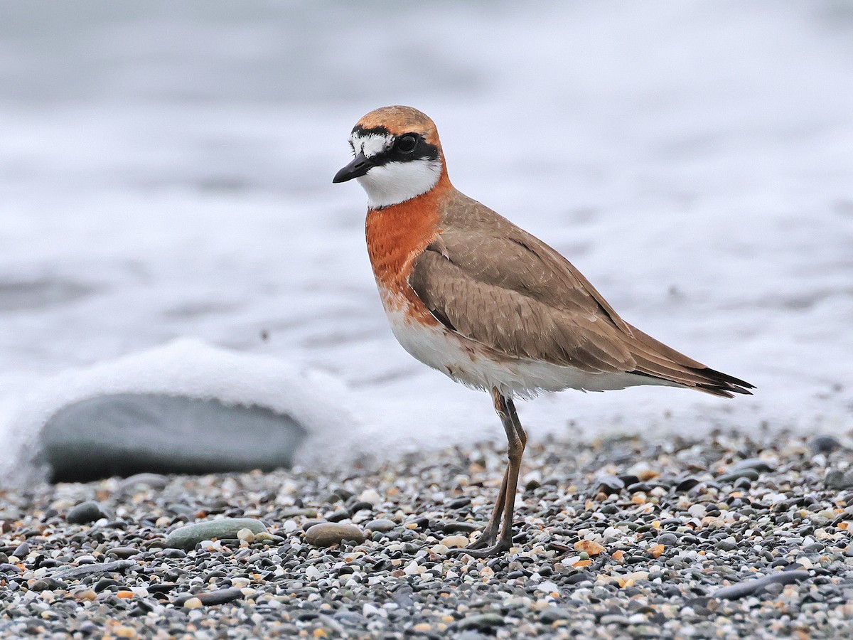 Siberian Sand-Plover - Anarhynchus mongolus - Birds of the World