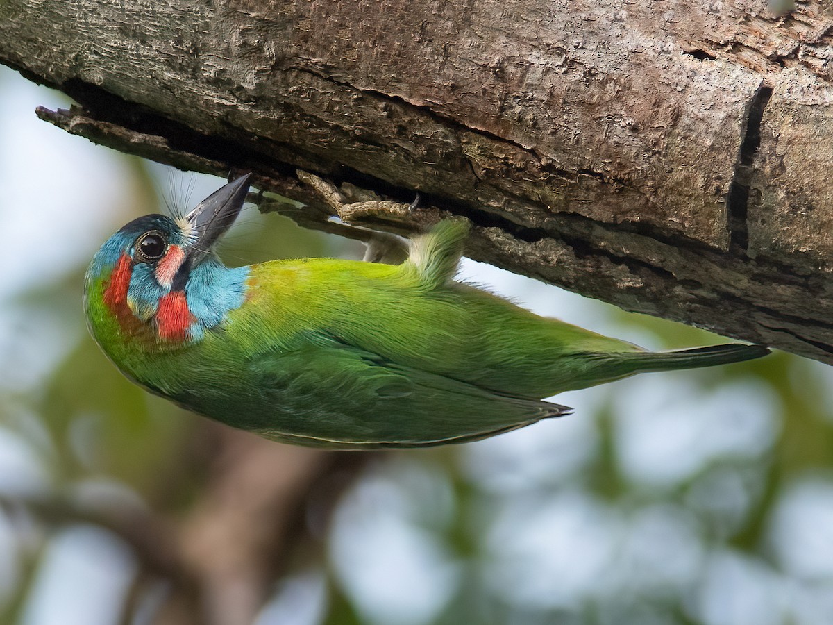 Blue-eared Barbet - Psilopogon cyanotis - Birds of the World
