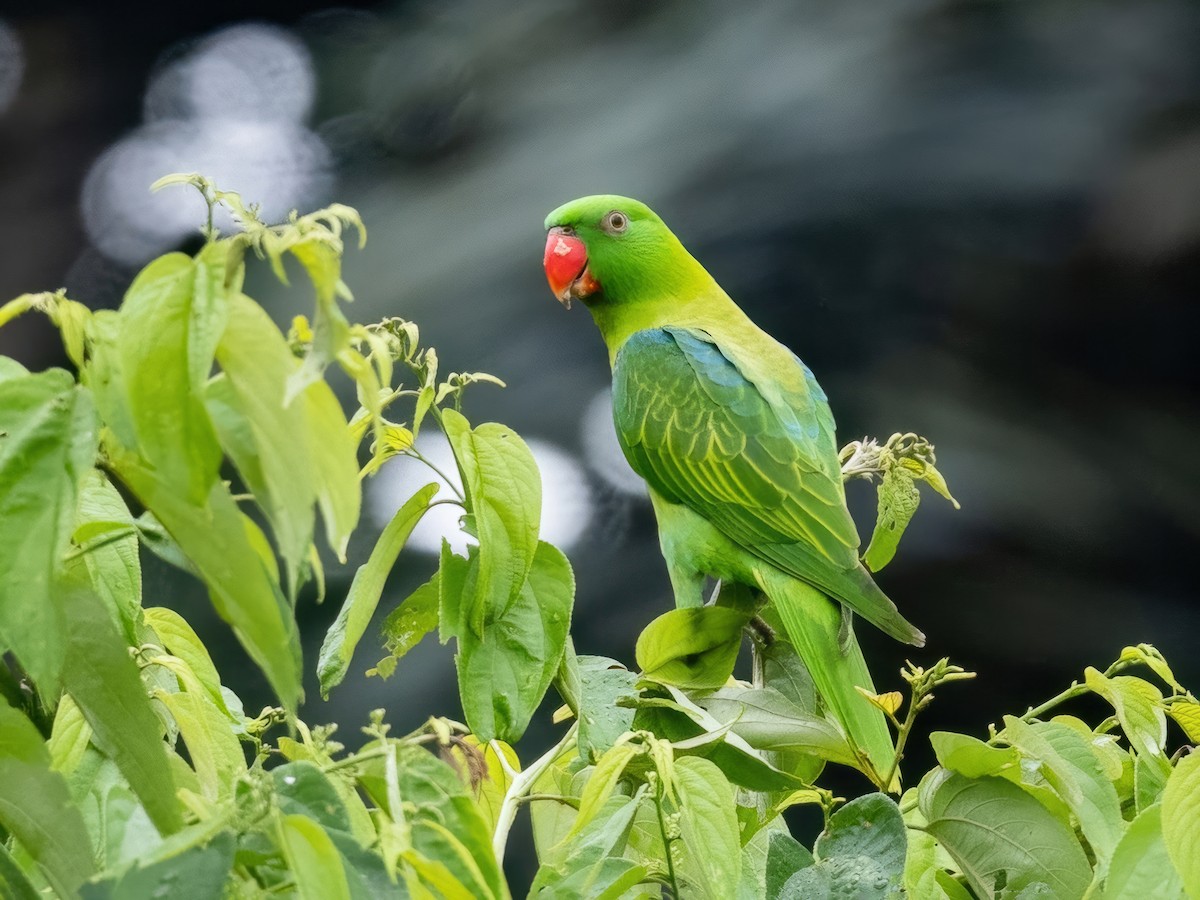 Azure-rumped Parrot - Tanygnathus sumatranus - Birds of the World