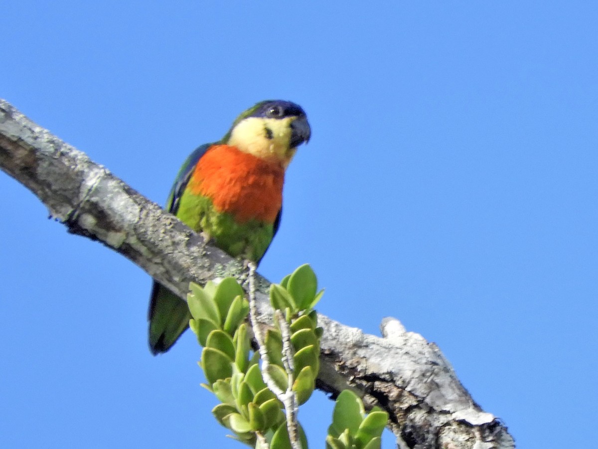 Blue-fronted Fig-Parrot - Nannopsittacus gulielmitertii - Birds of the ...
