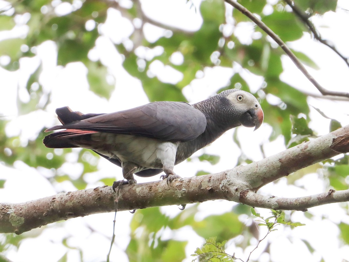 Timneh Parrot - Psittacus timneh - Birds of the World