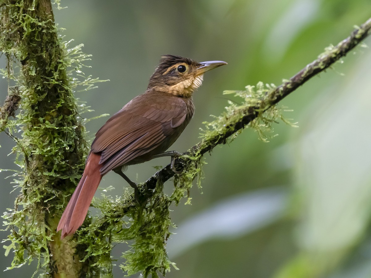 Fawn-throated Foliage-gleaner - Automolus cervinigularis - Birds of the ...