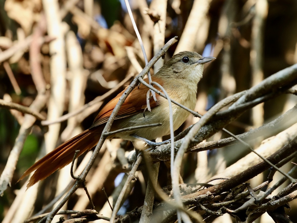 Araguaia Spinetail - Synallaxis simoni - Birds of the World