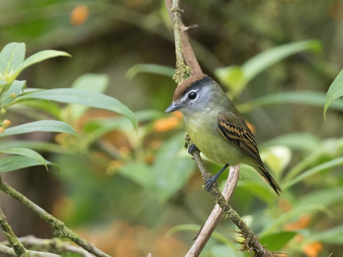Cryptic Becard - Pachyramphus salvini - Birds of the World