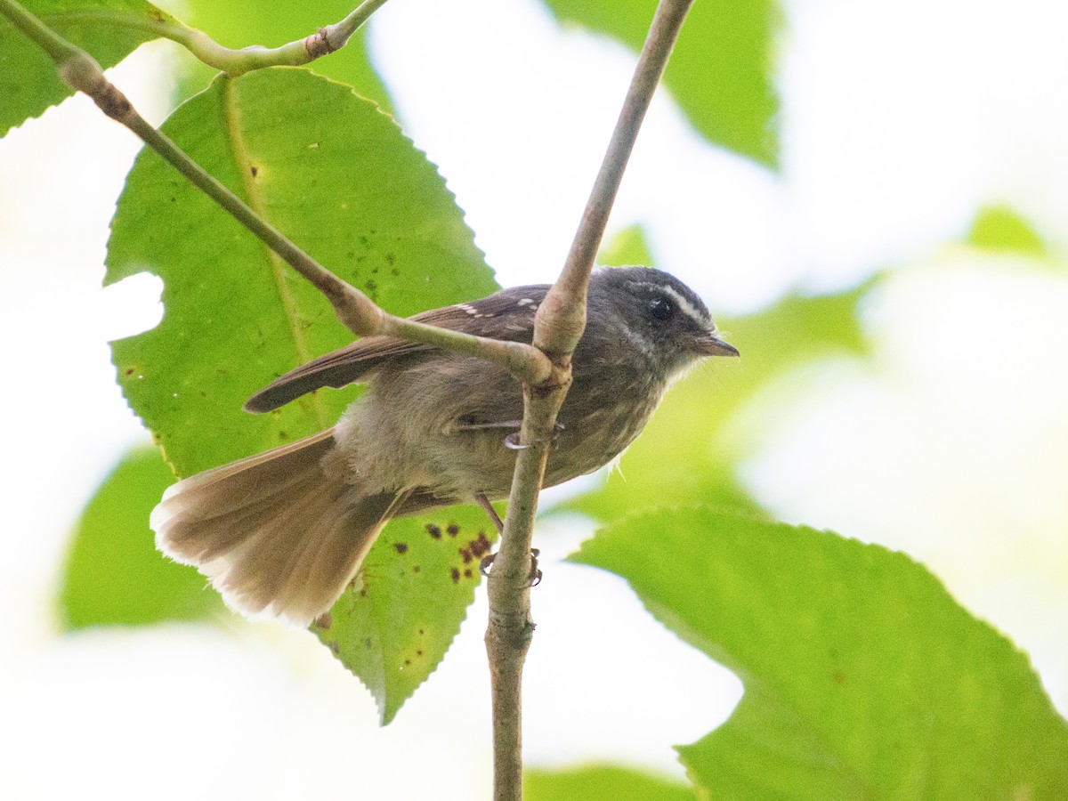 Bougainville Fantail - Rhipidura drownei - Birds of the World