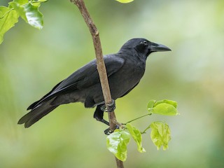 Palawan Crow - Corvus pusillus - Birds of the World