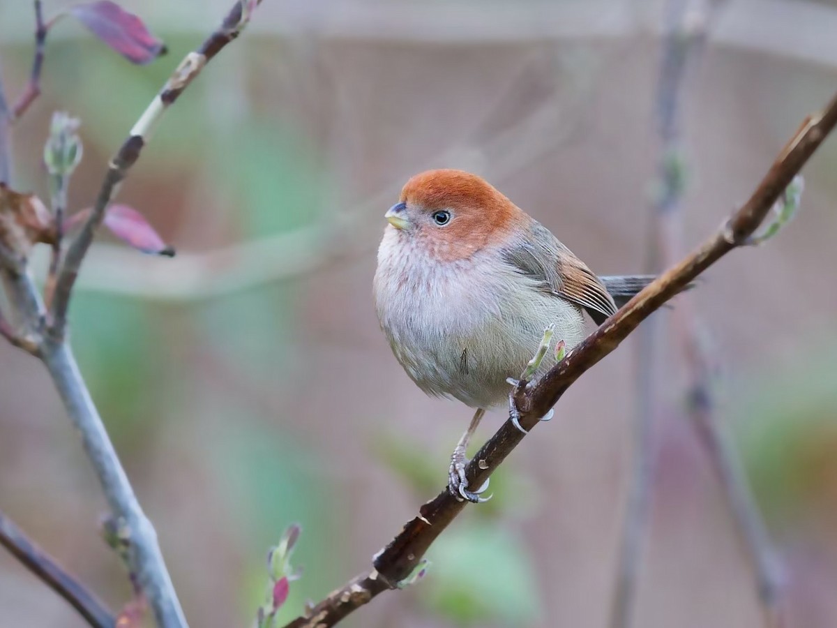 Eye-ringed Parrotbill - Suthora ricketti - Birds of the World