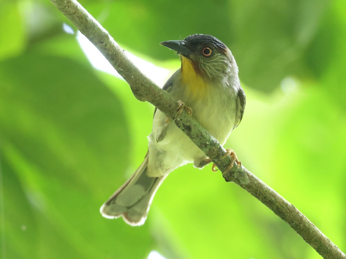 Visayan Babbler - Sterrhoptilus nigrocapitatus - Birds of the World
