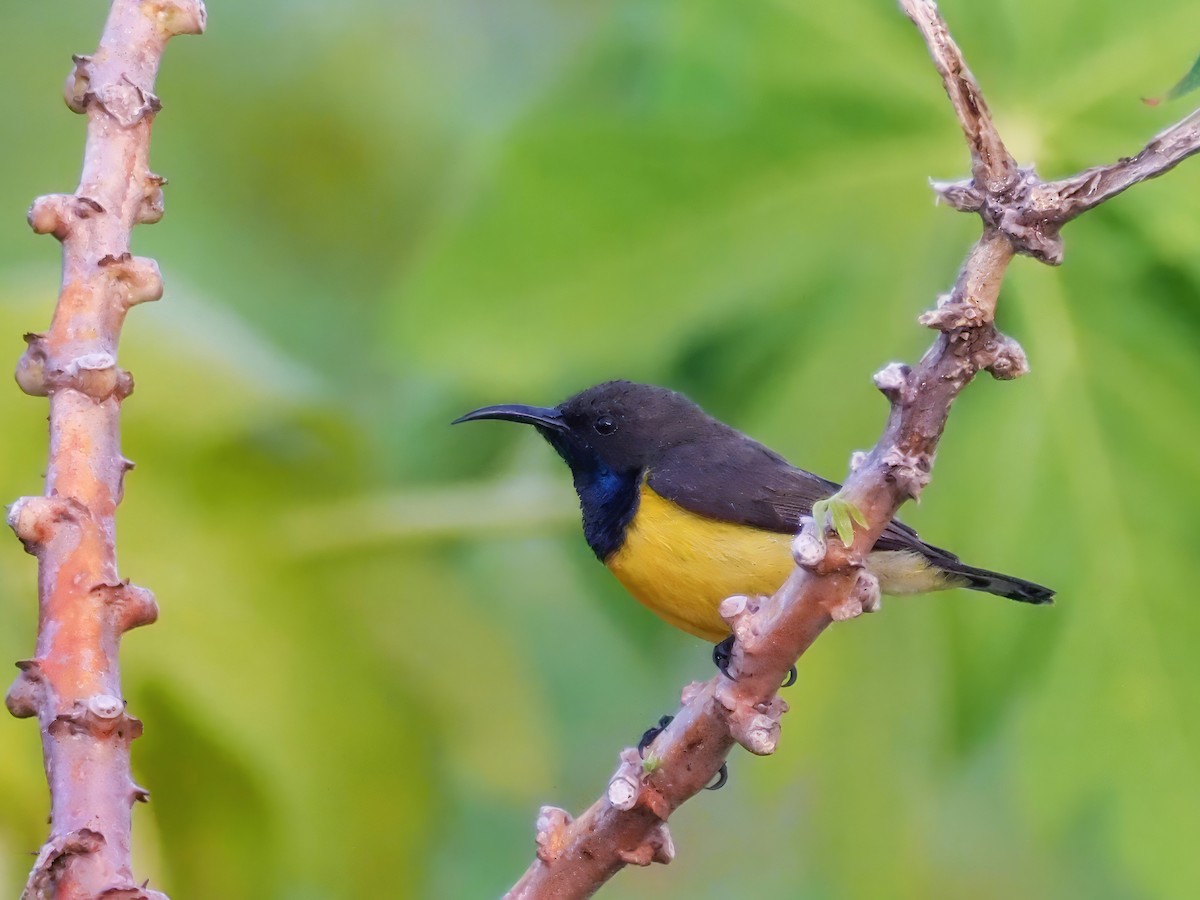 Tukangbesi Sunbird - Cinnyris infrenatus - Birds of the World