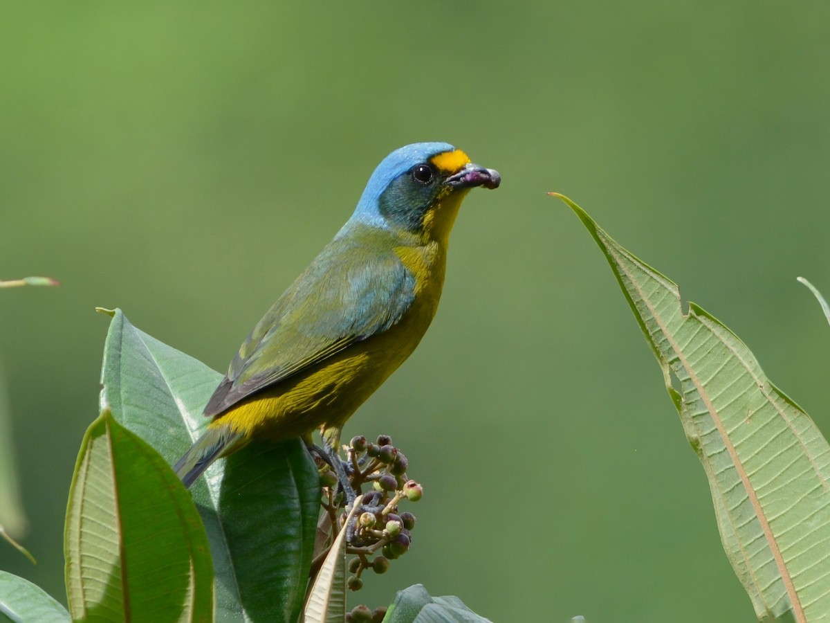 Lesser Antillean Euphonia - Chlorophonia flavifrons - Birds of the World