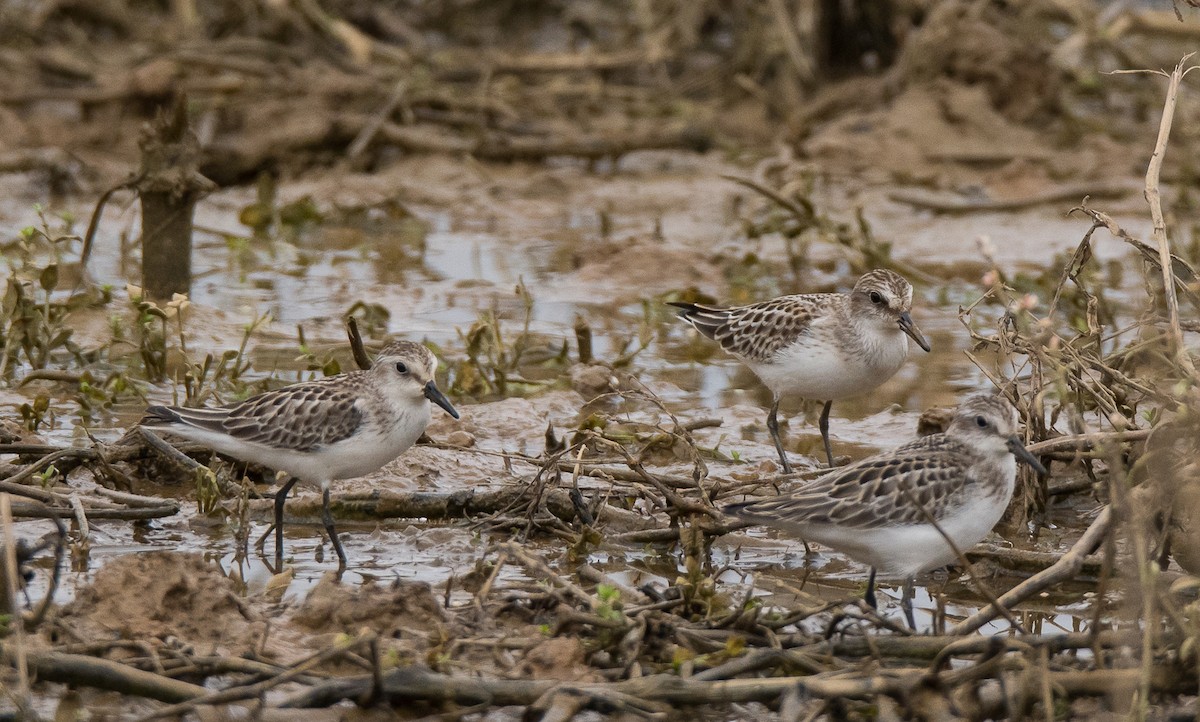 eBird Checklist - 6 Oct 2023 - Alburtis Rd. Retention Ponds - 13 species