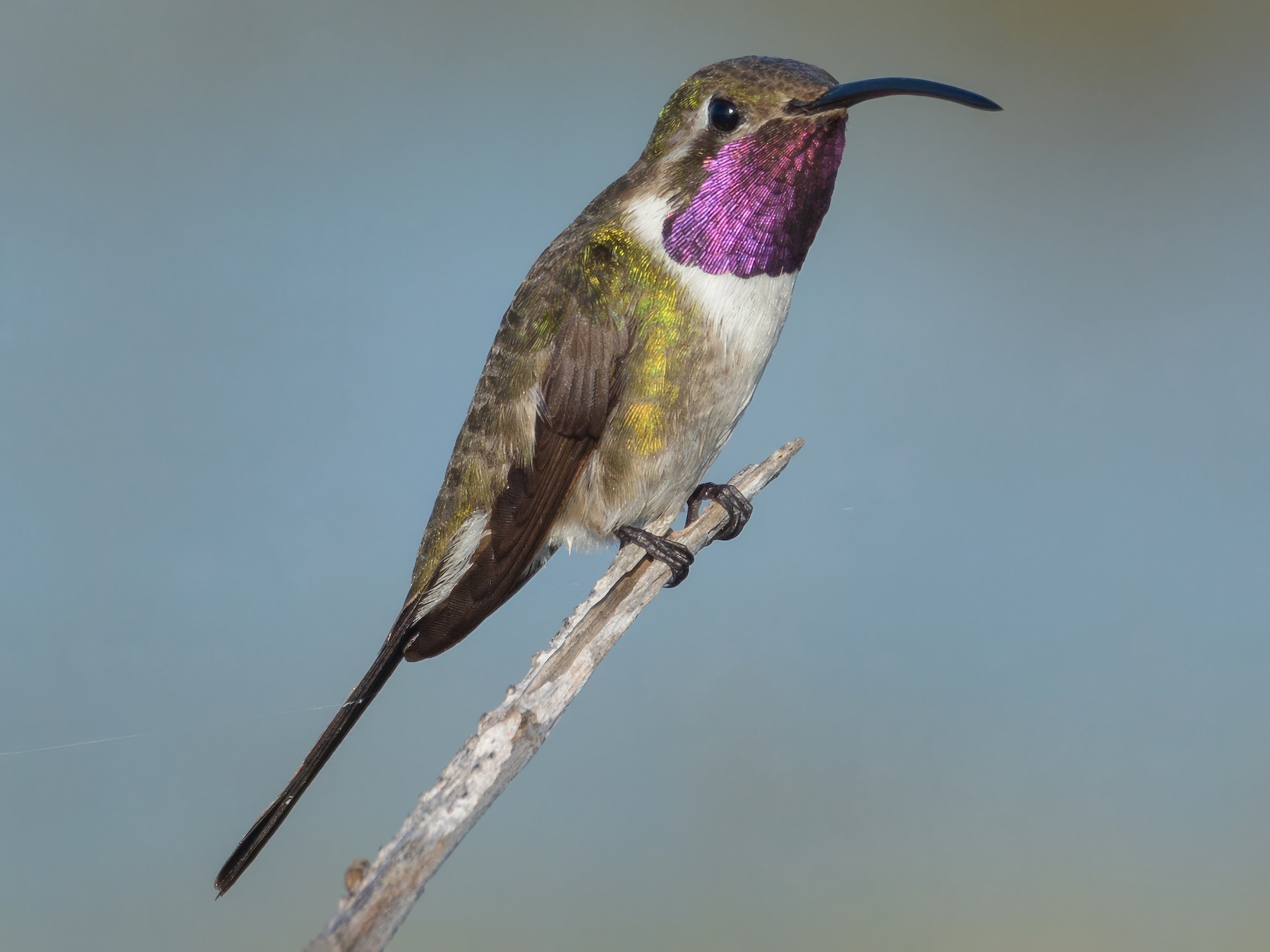 Colibrí Tijereta Mexicano - eBird