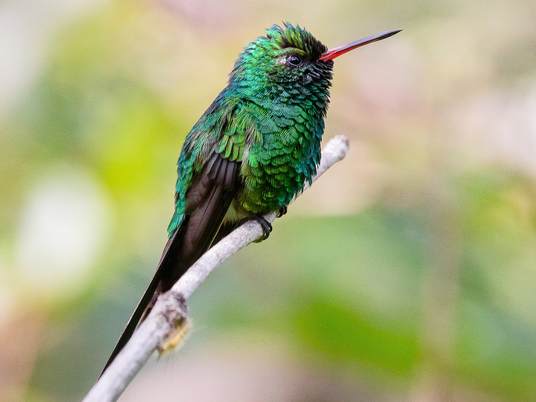 Golden-crowned Emerald - eBird