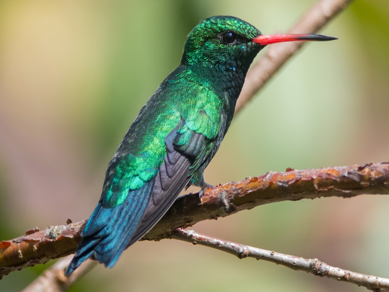 Glittering-bellied Emerald - eBird
