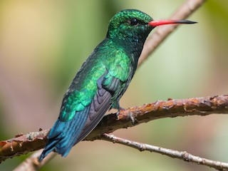 Colibríes Rojos Néctar Rojo Para Colibríes 😡 #colibri #colibries