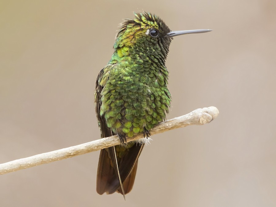 Coppery Emerald - eBird