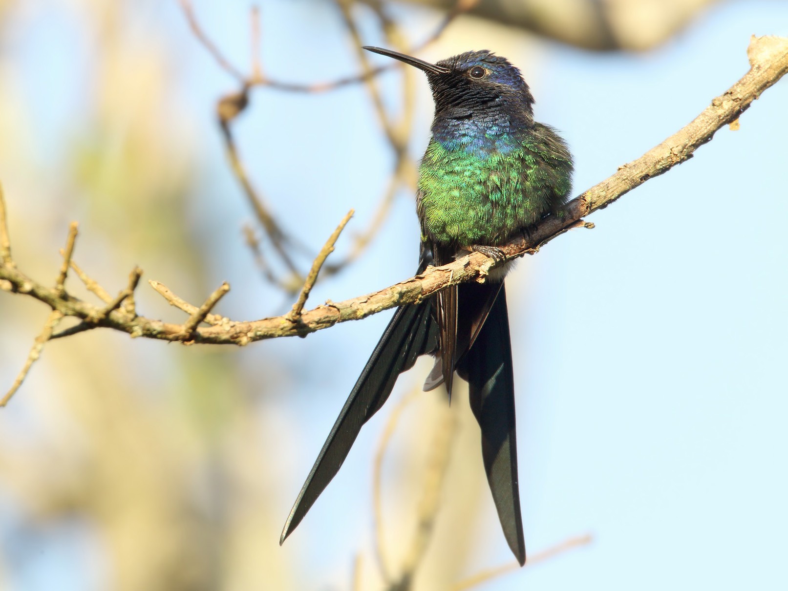 Swallow-tailed Hummingbird - eBird