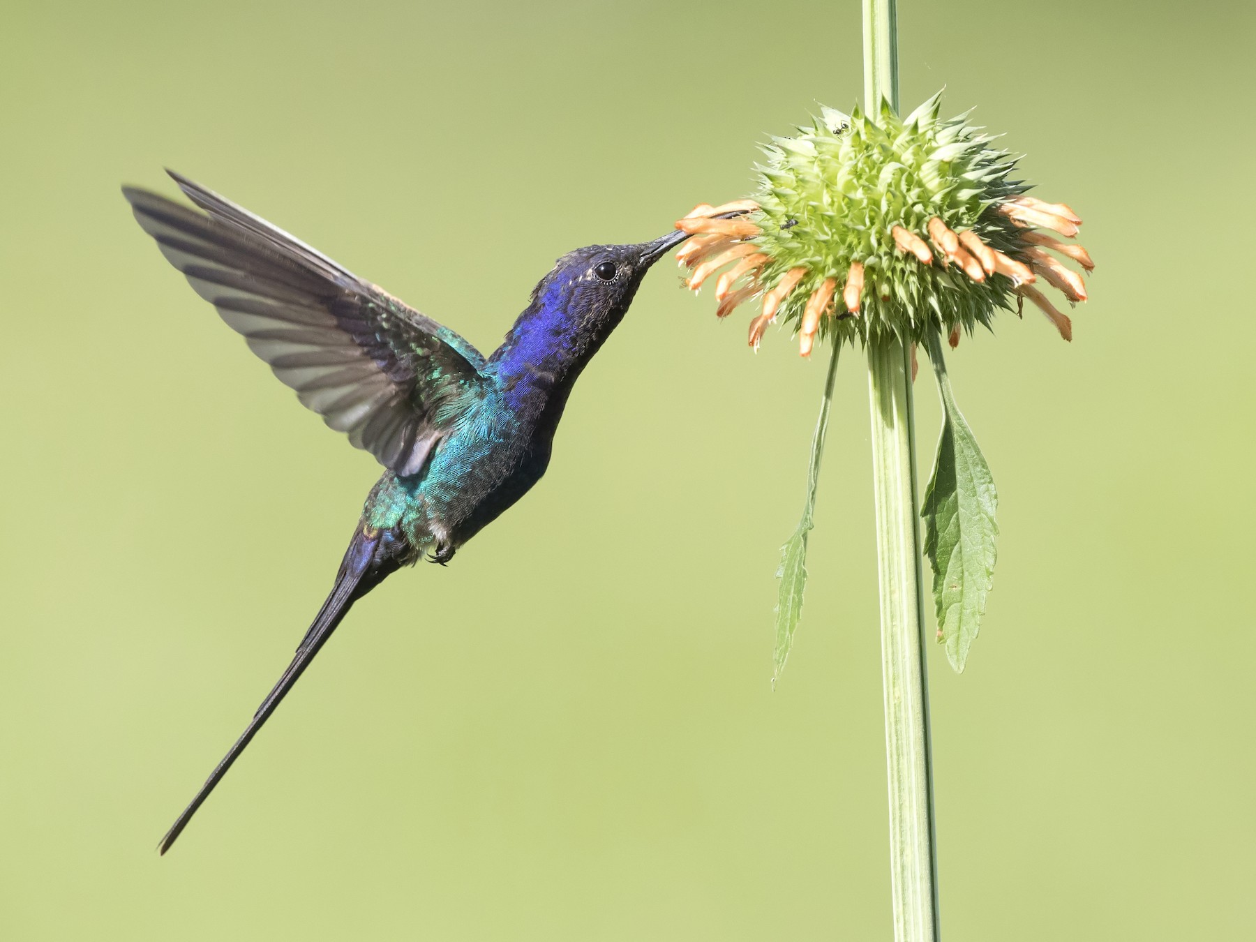 Swallow-tailed Hummingbird - eBird